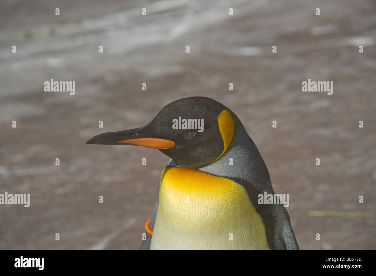 Conservation and education at edinburgh zoo hi-res stock photography ...