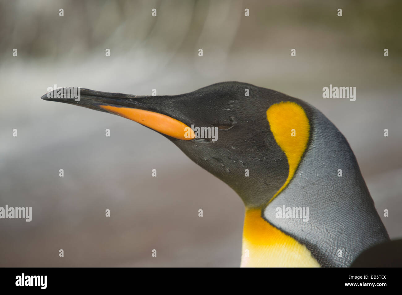 Emperor Penguin Edinburgh Zoo Stock Photo - Alamy