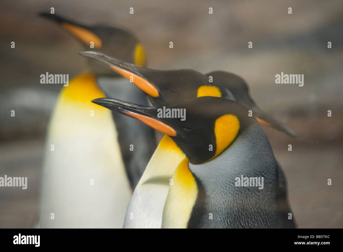 Emperor Penguin Edinburgh Zoo Stock Photo - Alamy