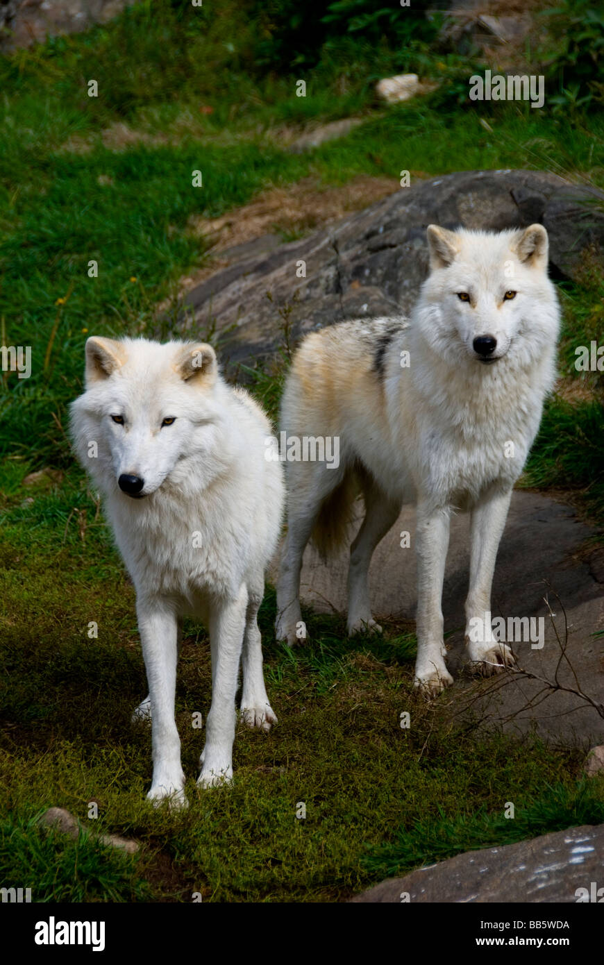 Arctic wolves hi-res stock photography and images - Alamy