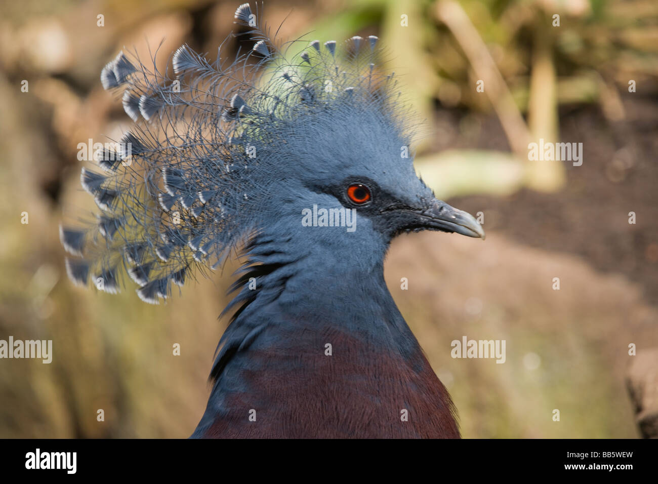 Victoria Crowned Pigeon Edinburgh Zoo Stock Photo - Alamy