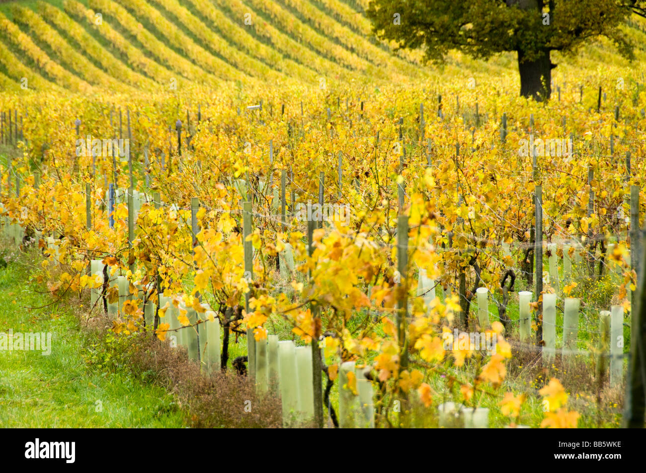 Denbies Dorking High Resolution Stock Photography and Images - Alamy