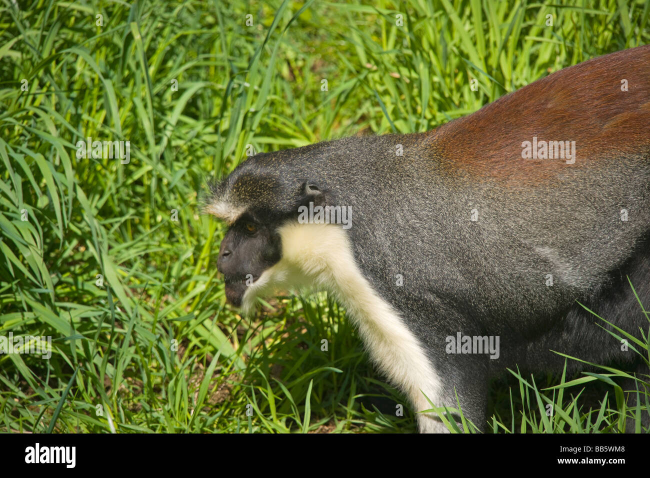 Diana Monkey cercopithecus diana diana Edinburgh Zoo May 2009 Stock ...
