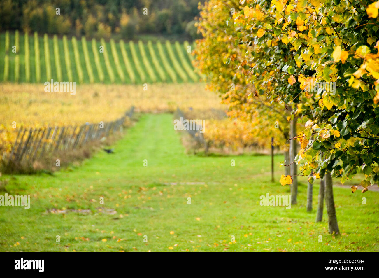 Denbies hi-res stock photography and images - Alamy