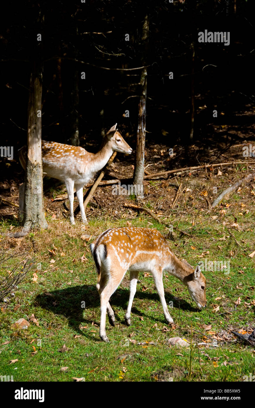 two young deer Stock Photo - Alamy