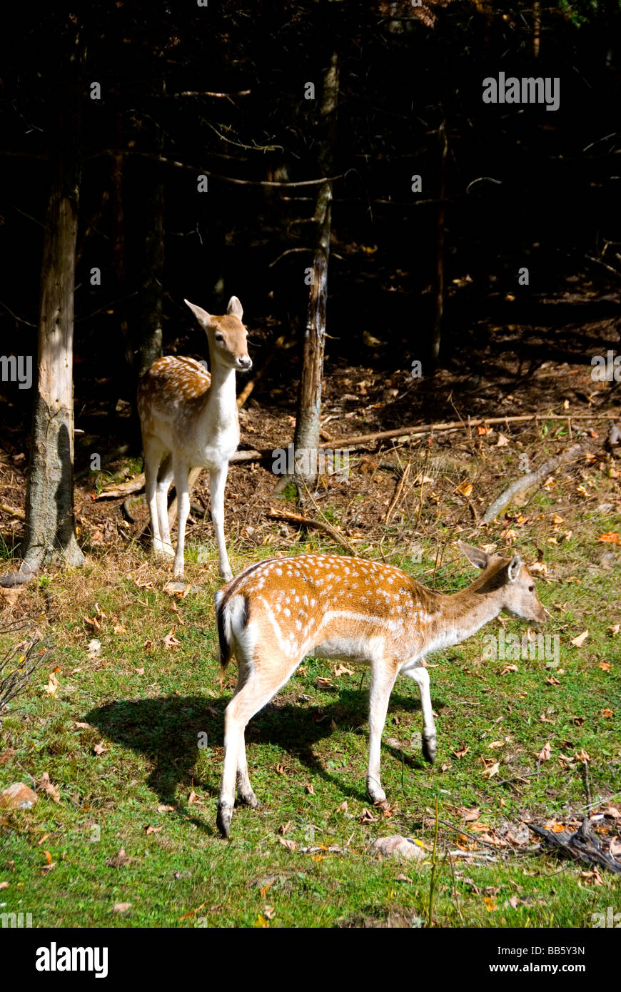 two young deer Stock Photo - Alamy