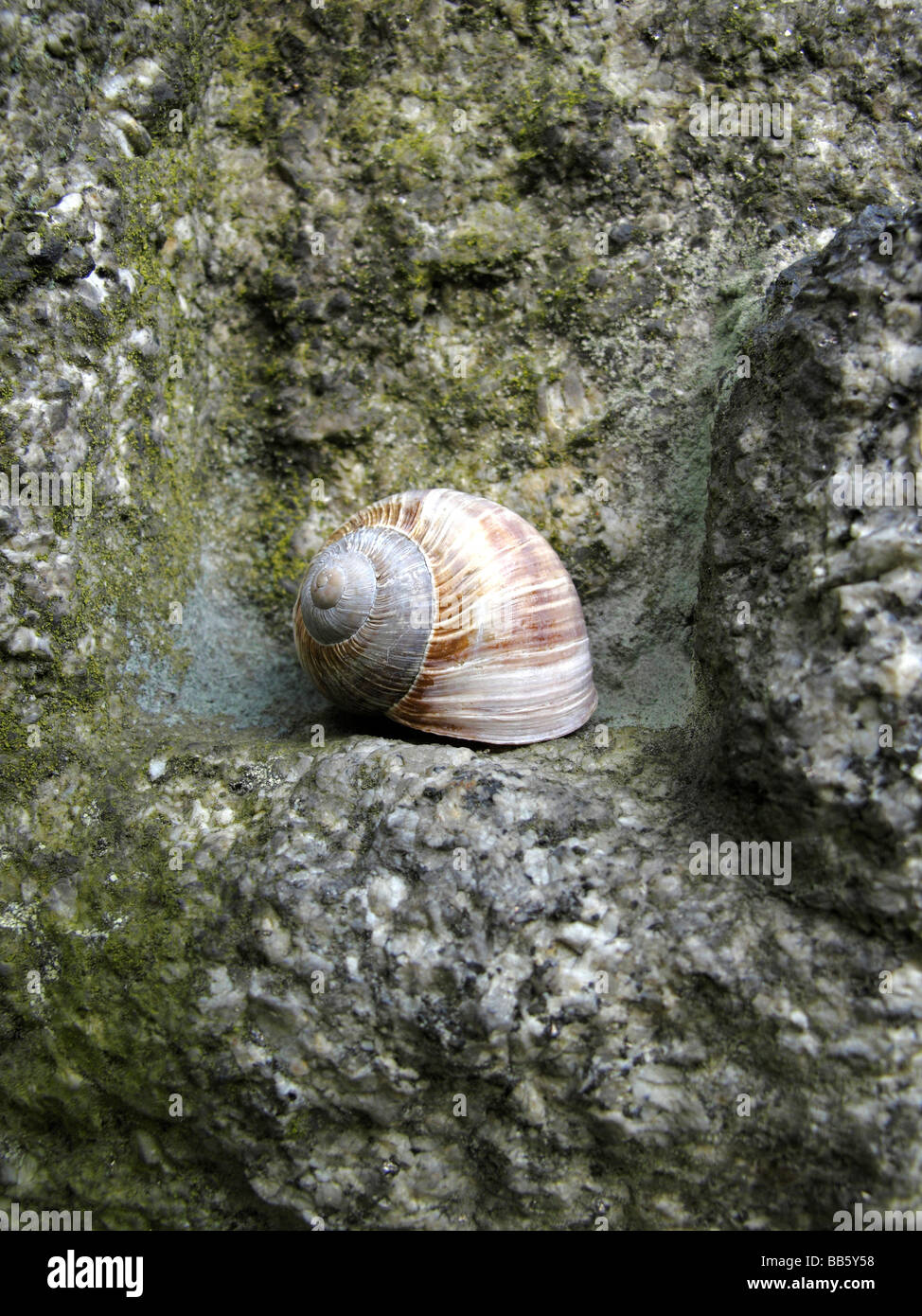Snail shell snail granitestone Stock Photo - Alamy