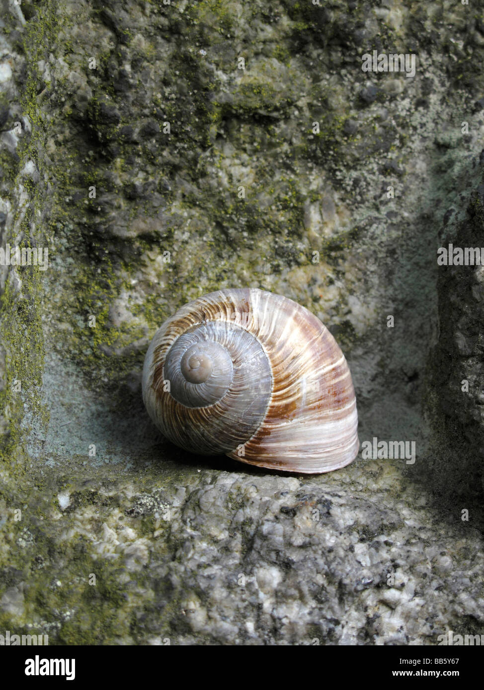 Snail shell snail granite stone Stock Photo - Alamy
