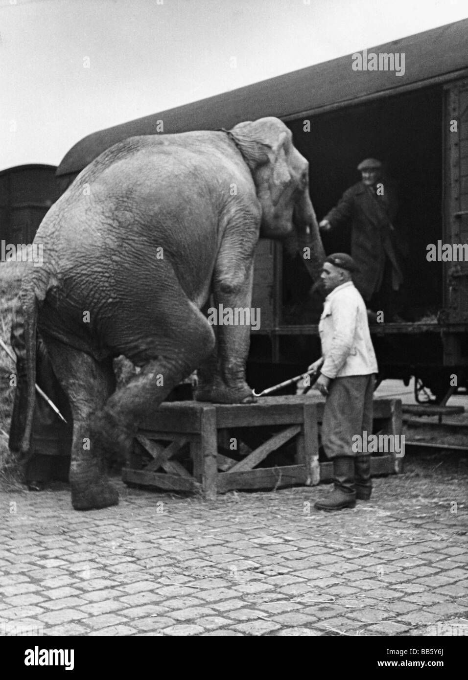 The elephant transport hi-res stock photography and images - Alamy