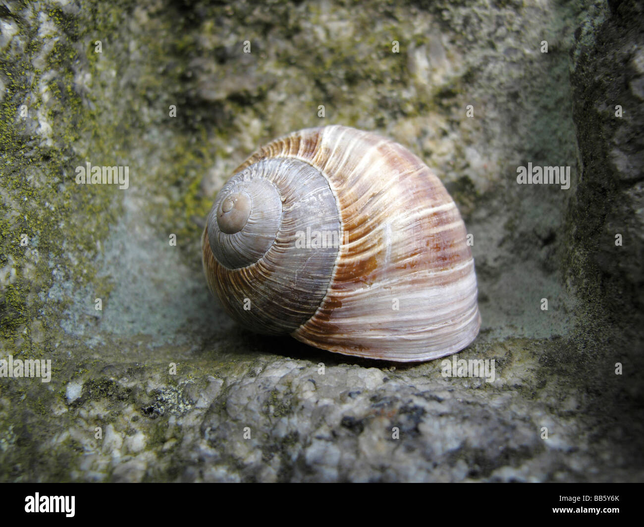 Snail shell snail granite stone Stock Photo - Alamy