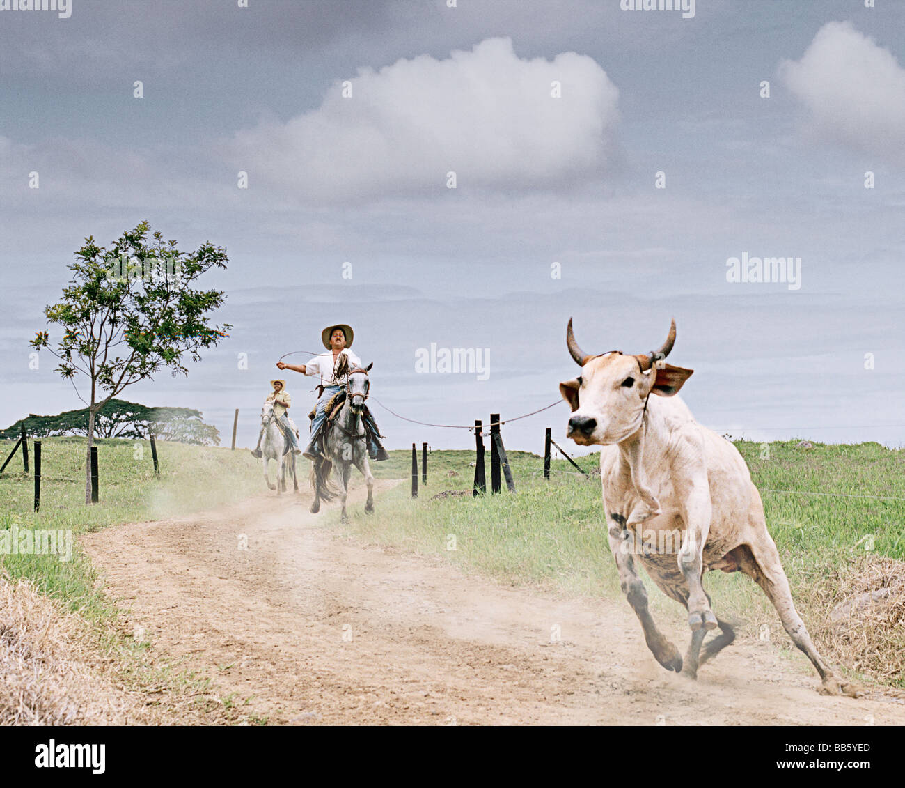 Cowboy lasso calf hi-res stock photography and images - Alamy