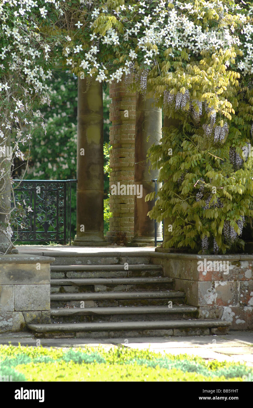 Wisteria and Climatis in bloom on a roman veranda Stock Photo - Alamy