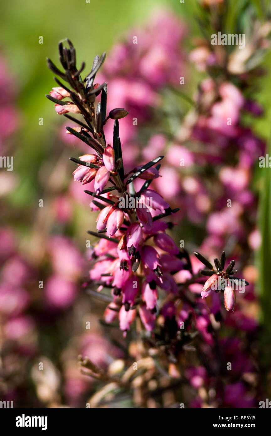 Closeup of a Common heather (Calluna vulgaris Stock Photo - Alamy