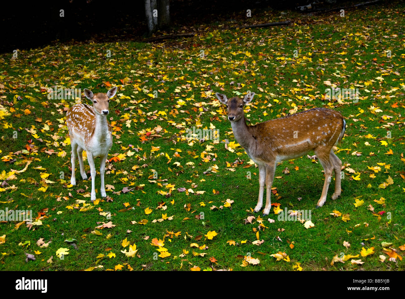 two young deer Stock Photo - Alamy
