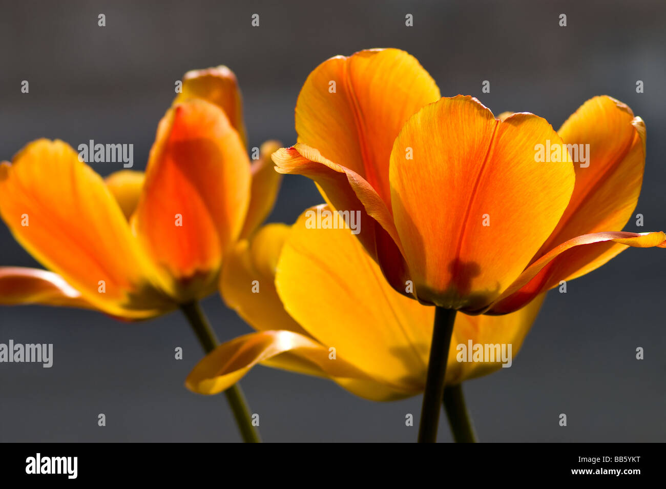 Closeup of yellow-and-orange tulips Stock Photo - Alamy
