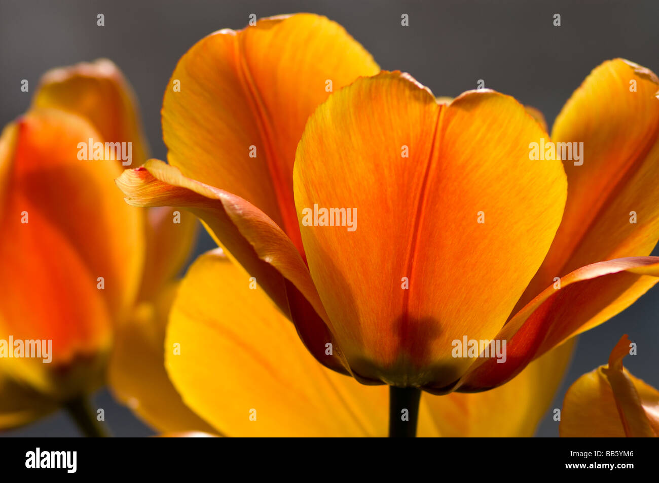 Closeup of yellow-and-orange tulips Stock Photo - Alamy