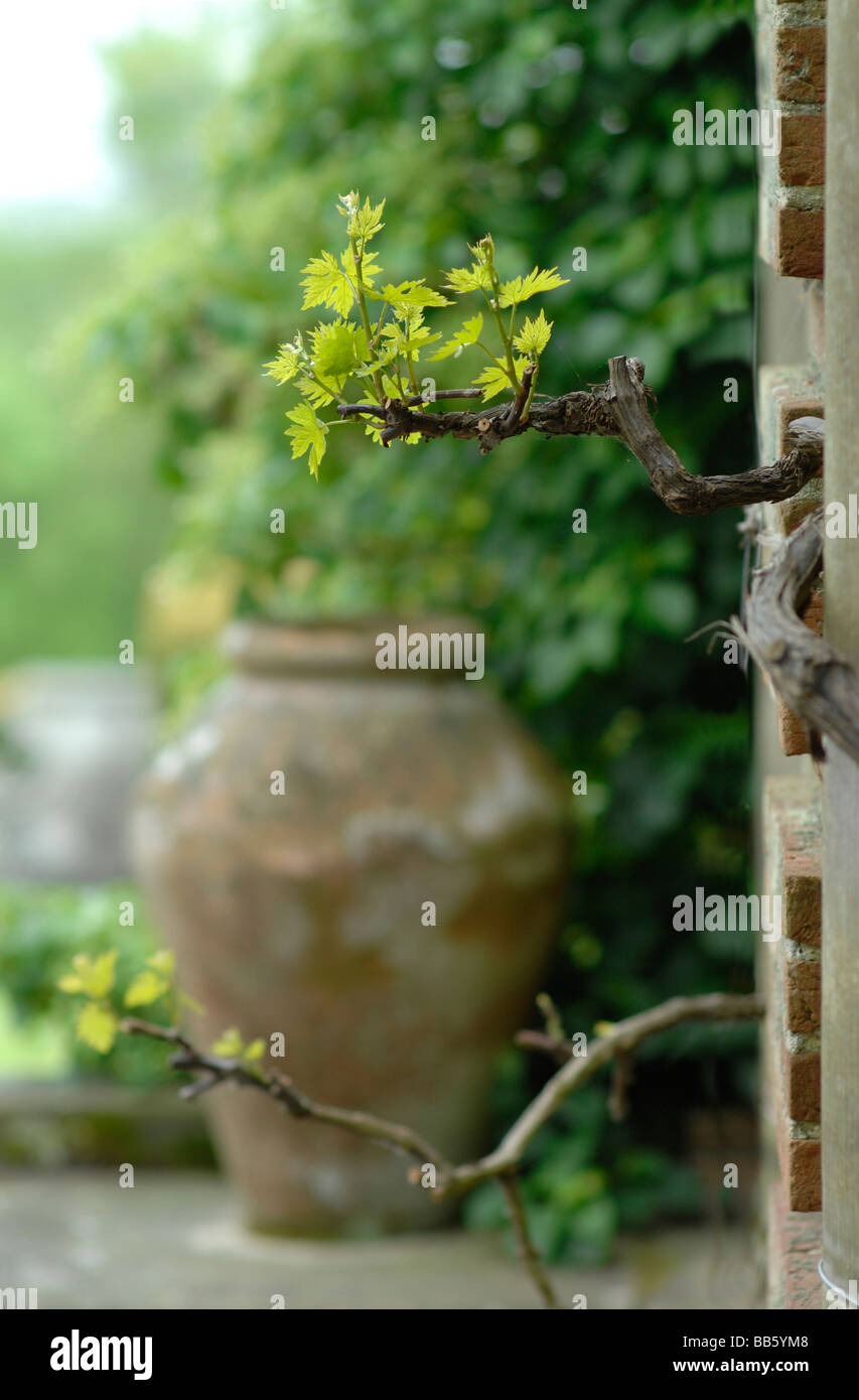 Grapevine pergola hi-res stock photography and images - Alamy