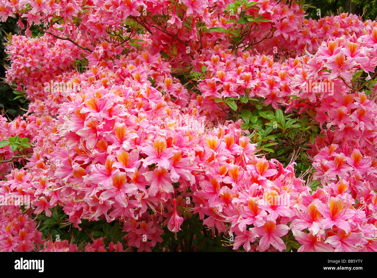 Azalea garten hi-res stock photography and images - Alamy