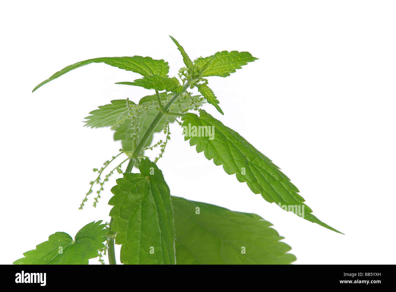 Nettle twig hi-res stock photography and images - Alamy