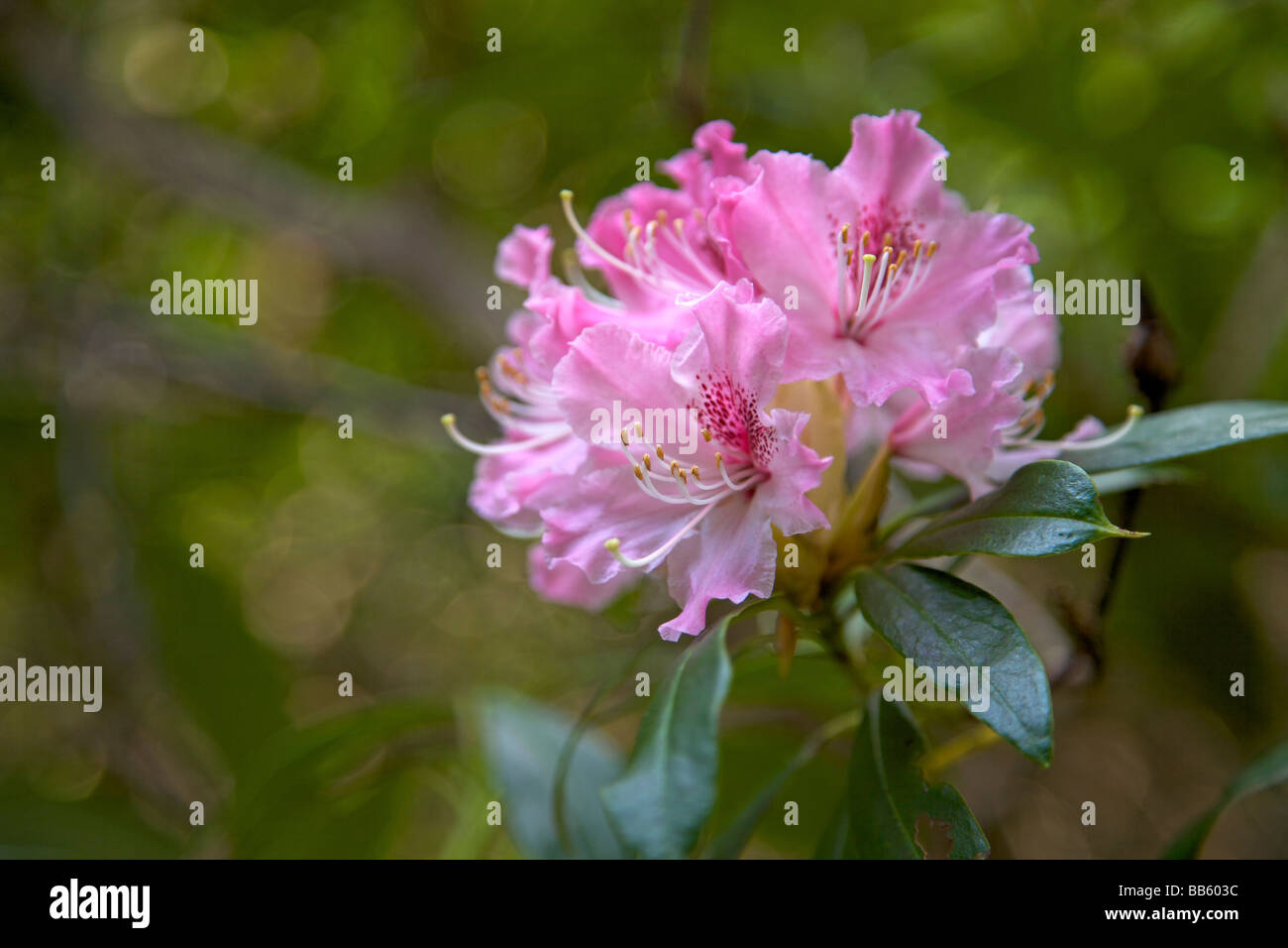 Rhododendron scotland hi-res stock photography and images - Alamy