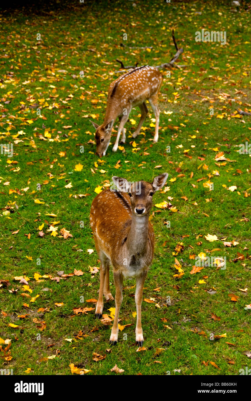 two young deer Stock Photo - Alamy