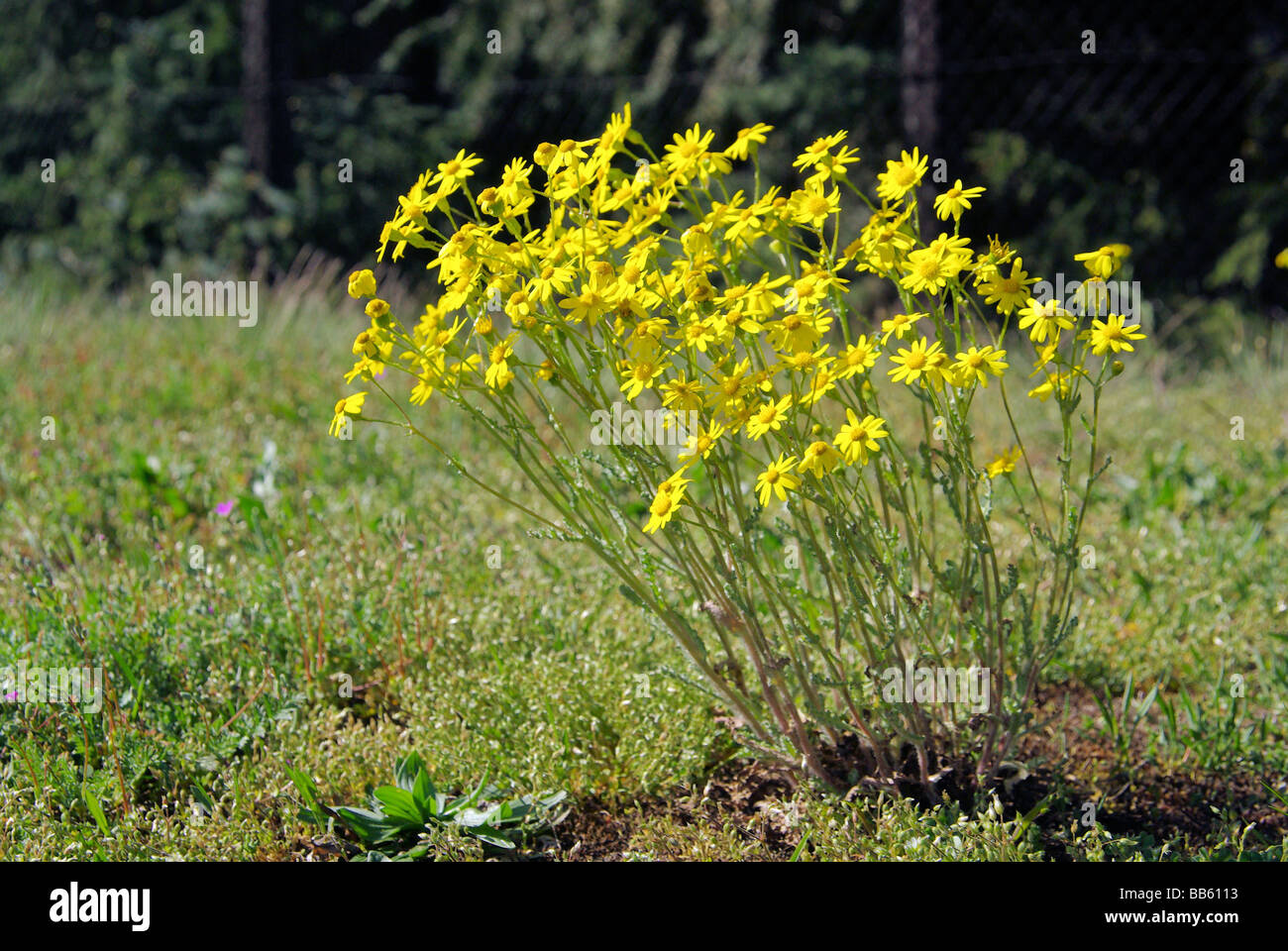Groundsel High Resolution Stock Photography and Images - Alamy