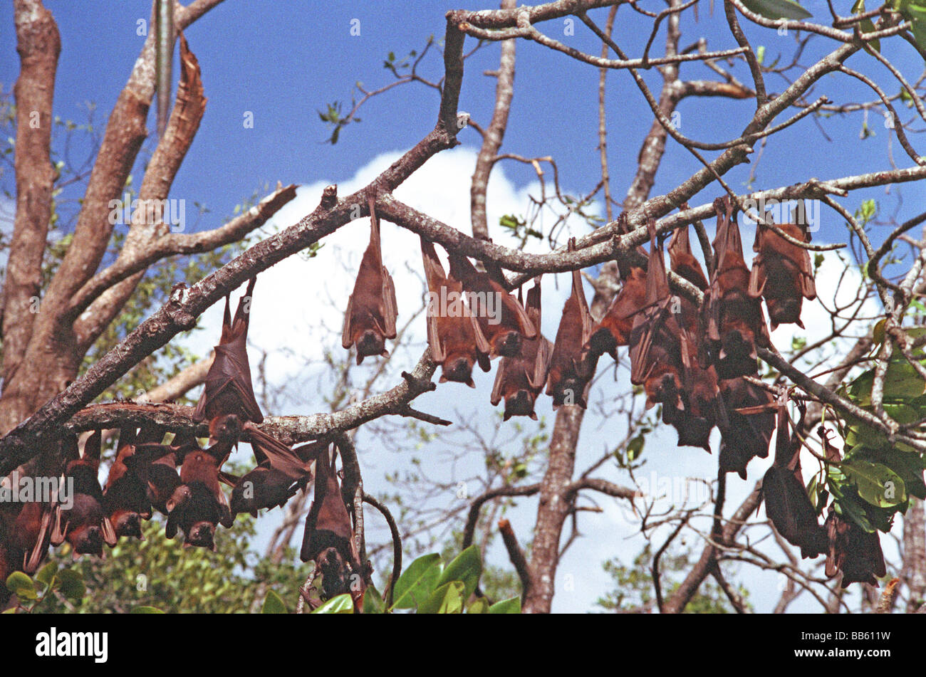 Flying Foxes in Queensland Australia Stock Photo - Alamy