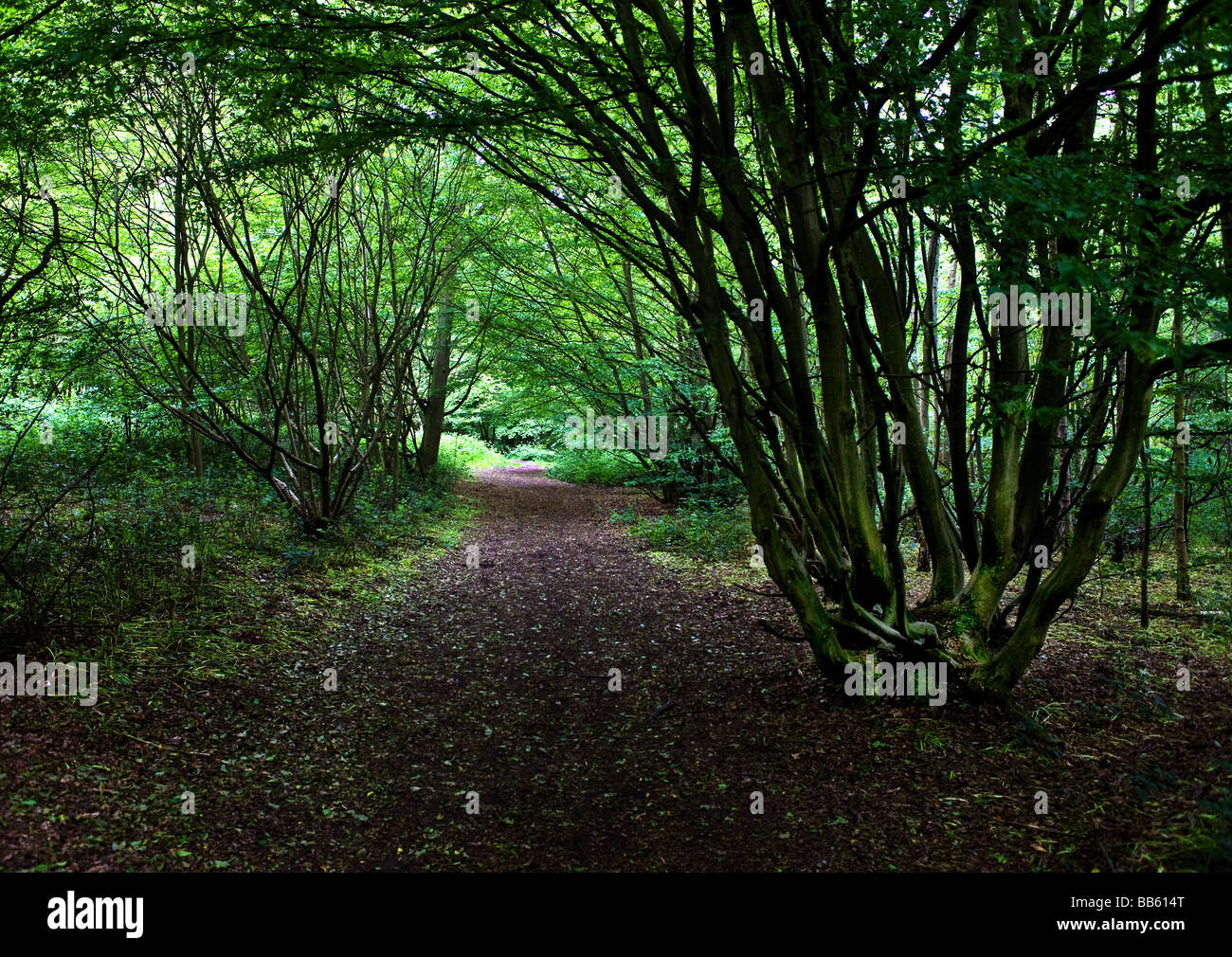 Park path through trees hi-res stock photography and images - Alamy