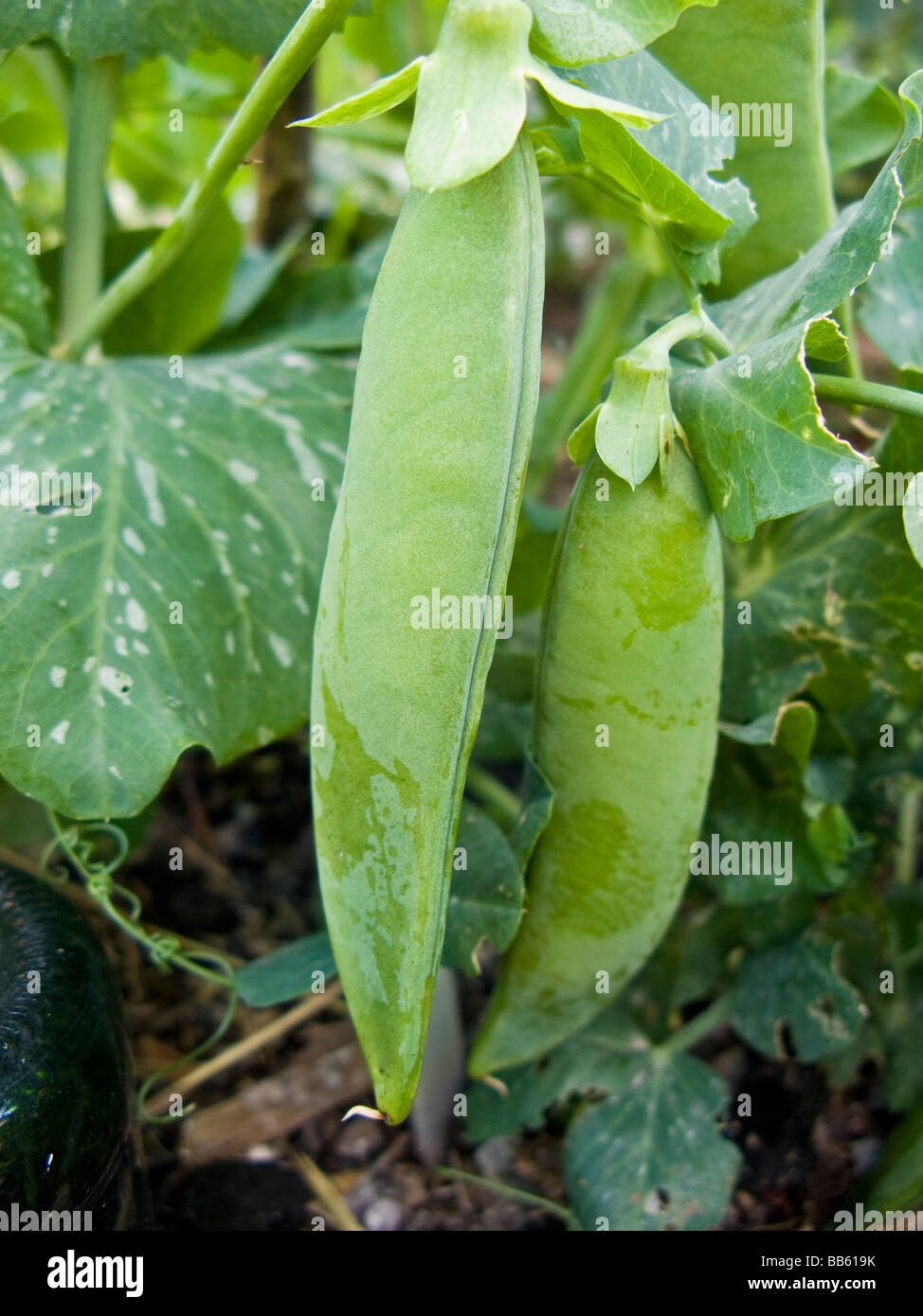 Pea pods hanging from a pea plant Stock Photo - Alamy