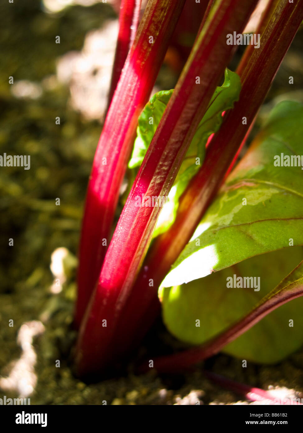Close up shot of a red beetroot stem with a shaft of sunlight Stock ...