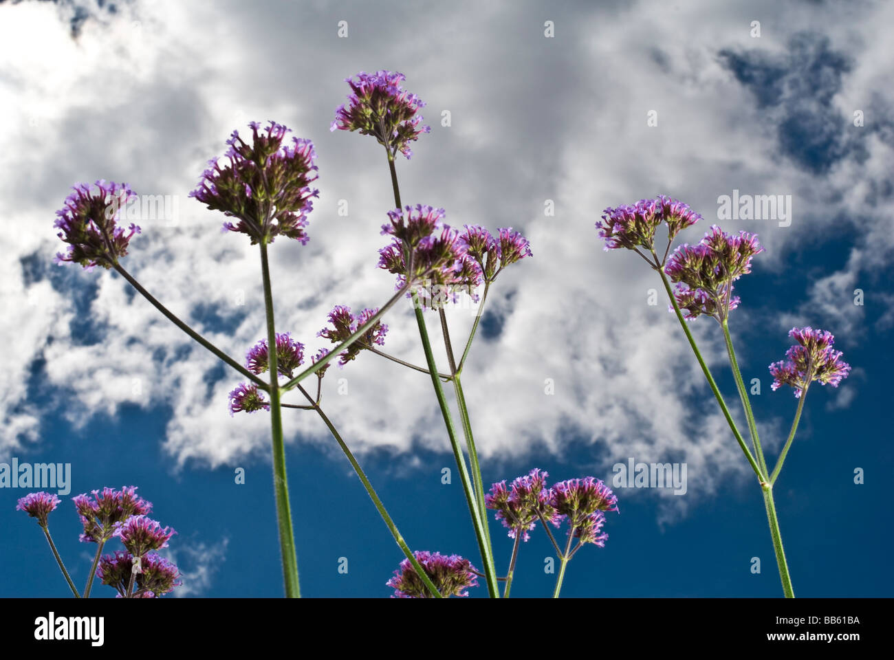 Verbena bonariensis against a blue sky Stock Photo - Alamy