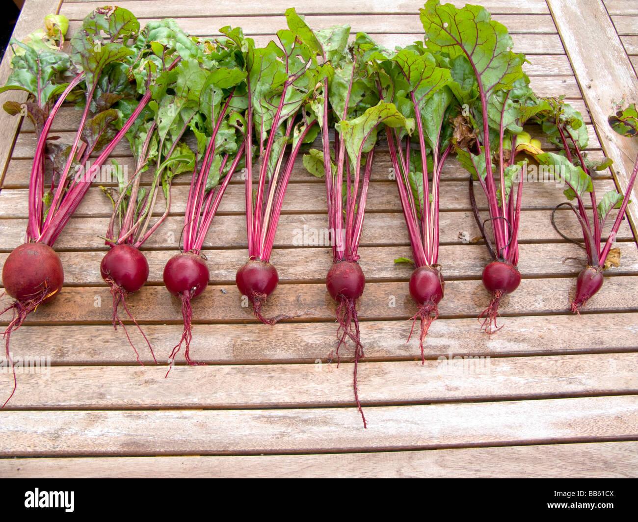 Pulled from the ground hi-res stock photography and images - Alamy