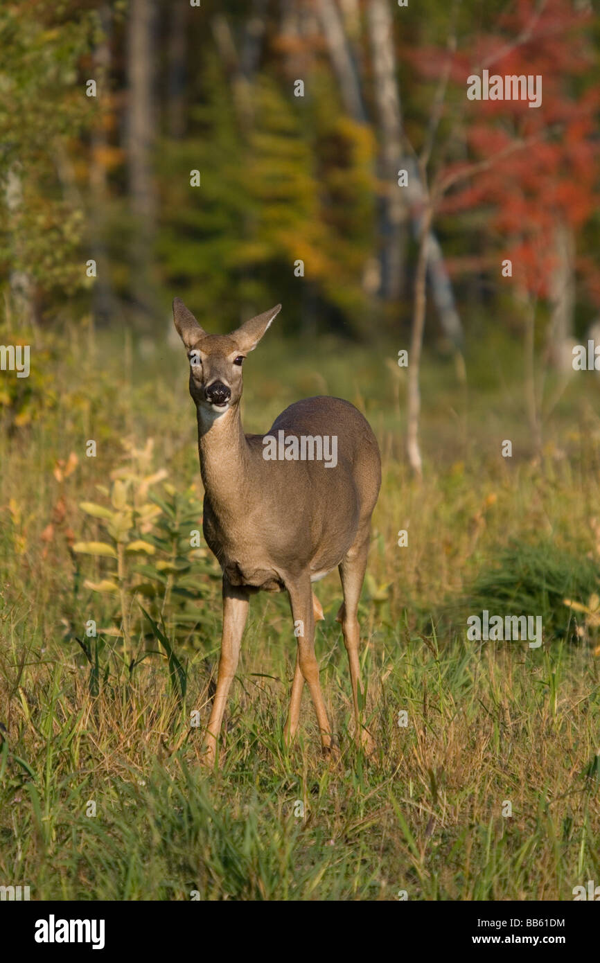 White-tailed doe in fall Stock Photo - Alamy