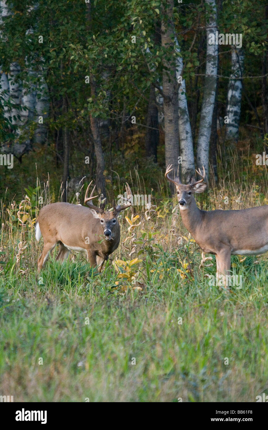 Small group whitetail deer hi-res stock photography and images - Alamy