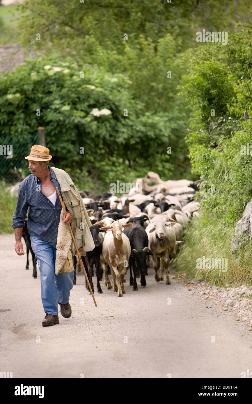 Shepherd leading his flock hi-res stock photography and images - Alamy