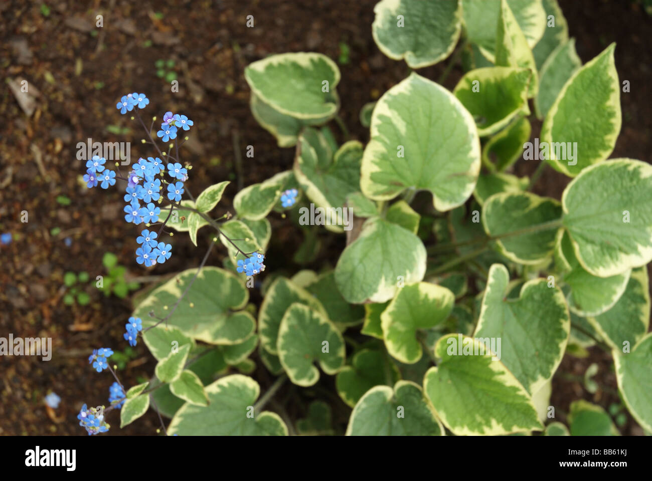 Brunnera Macrophylla Variegata produces striking variegated leaves with ...
