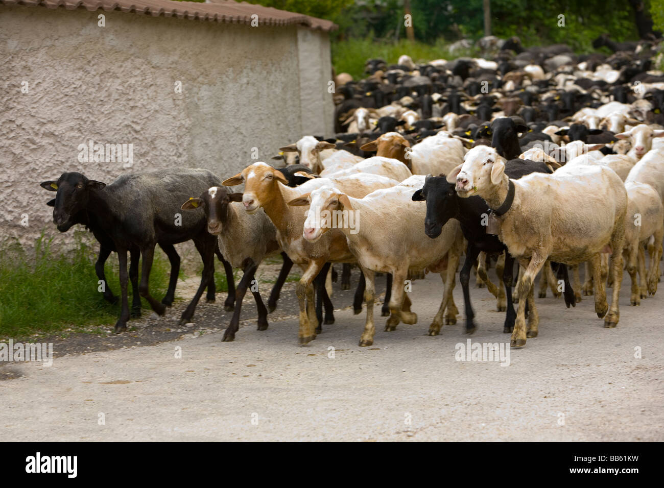 Ancient italian breed hi-res stock photography and images - Alamy