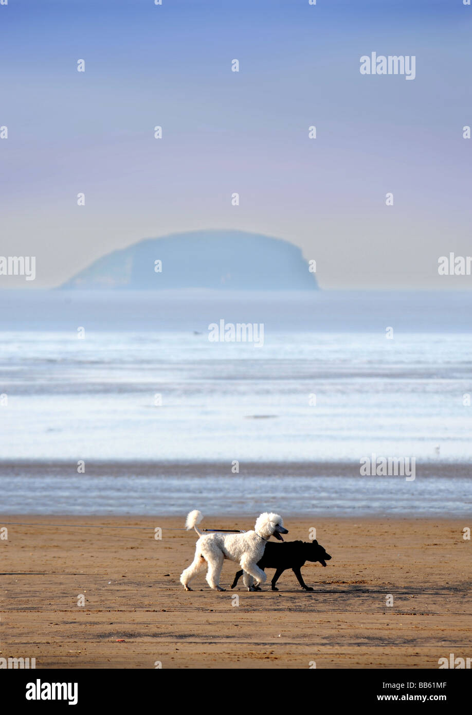 TWO DOGS ON THE BEACH AT WESTON SUPER MARE SOMERSET UK Stock Photo - Alamy