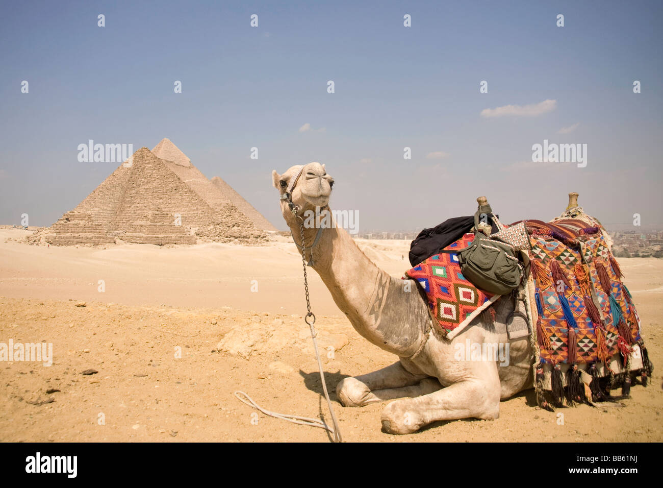 Egyptian Camel Camels Train High Resolution Stock Photography and Images - Alamy