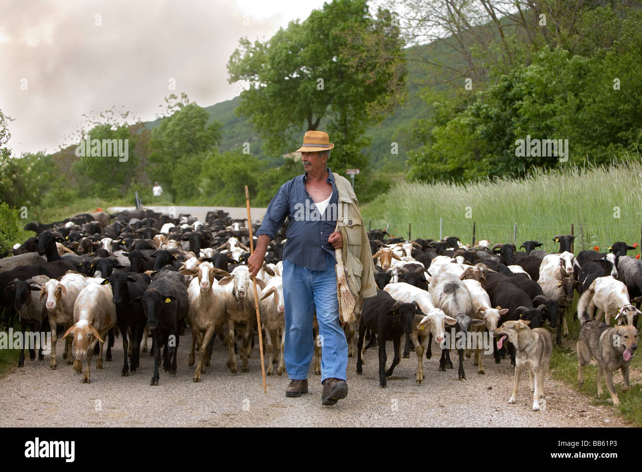 Italian shepherd leading his flock down from grazing on the hills to be ...