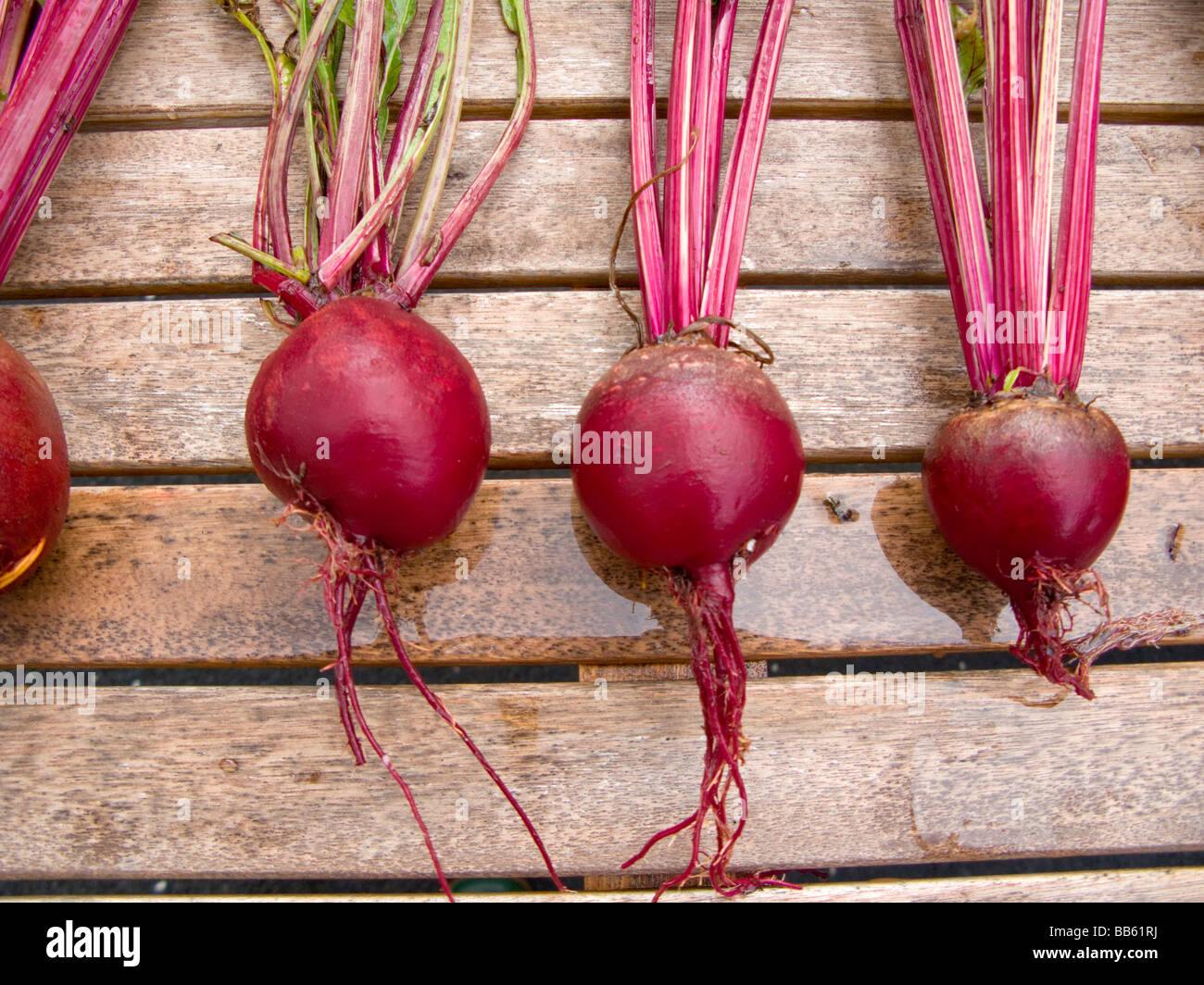 Rows young fresh beet hi-res stock photography and images - Alamy