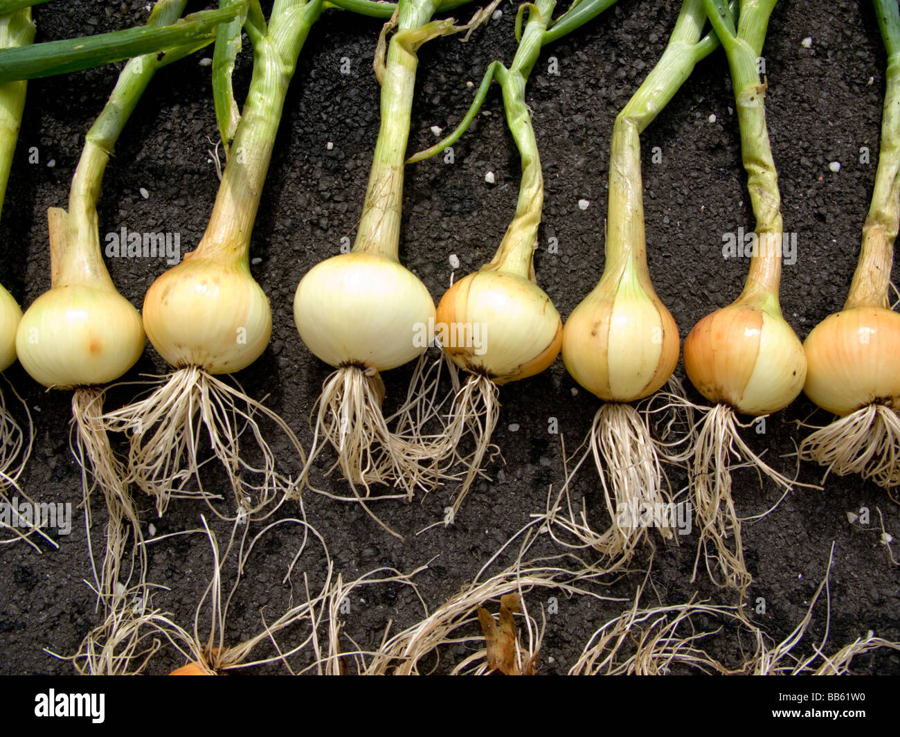 Freshly pulled organic onions laid out in a row Stock Photo - Alamy