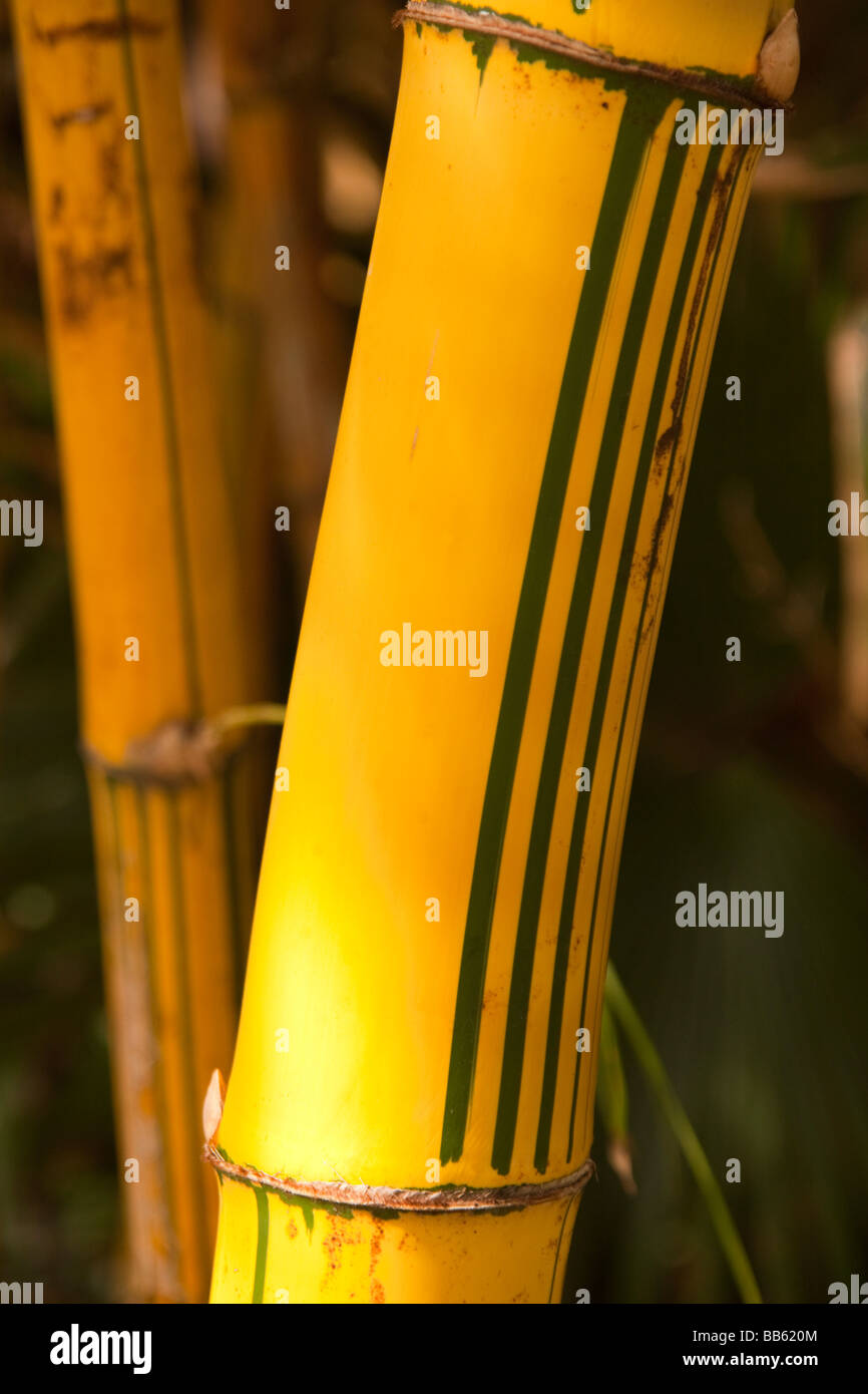 Close up of bamboo tree Stock Photo - Alamy