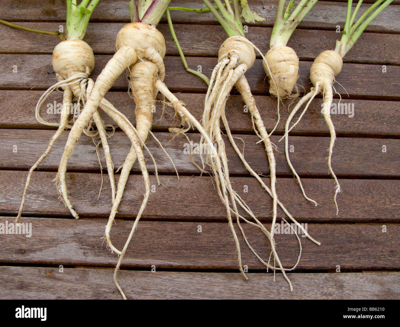 Misshapen organic parsnips fresh from the ground Stock Photo - Alamy