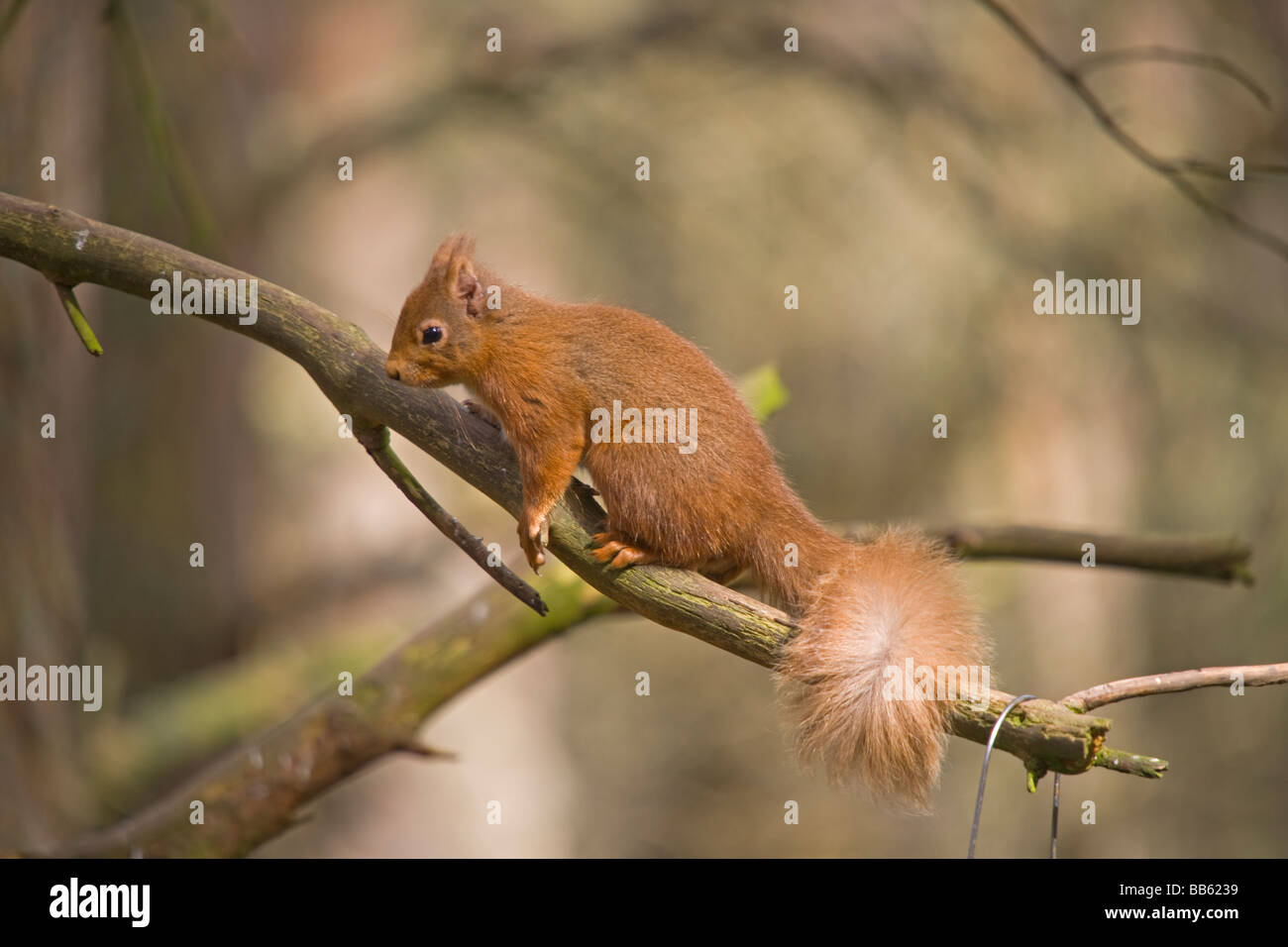 Red Squirrel Boat of Garten near Aviemore Highland Region Scotland ...