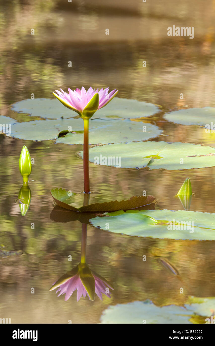 Golden water lily hi-res stock photography and images - Alamy