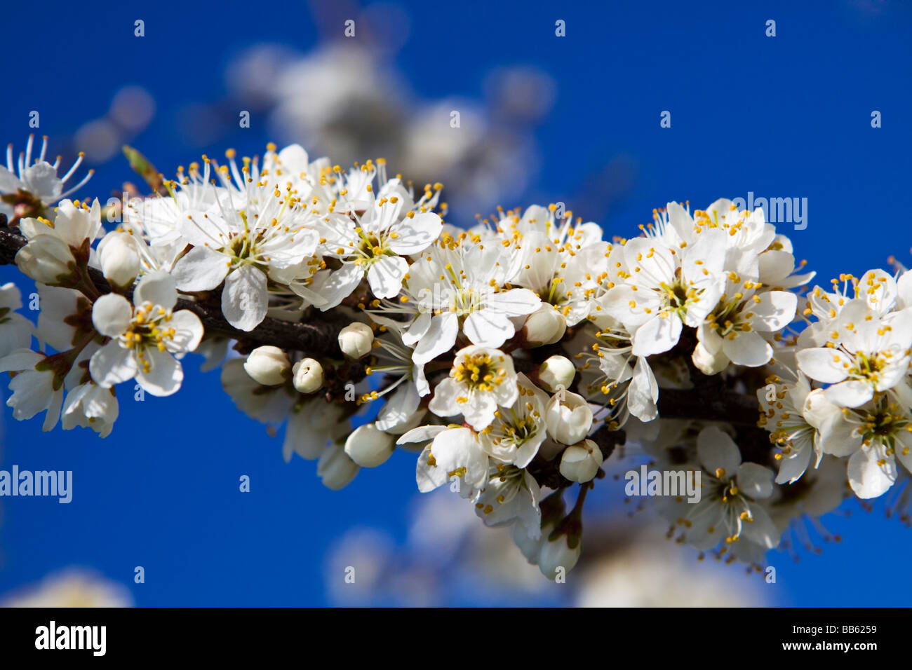 Cherry Tree Flowers Stock Photo - Alamy