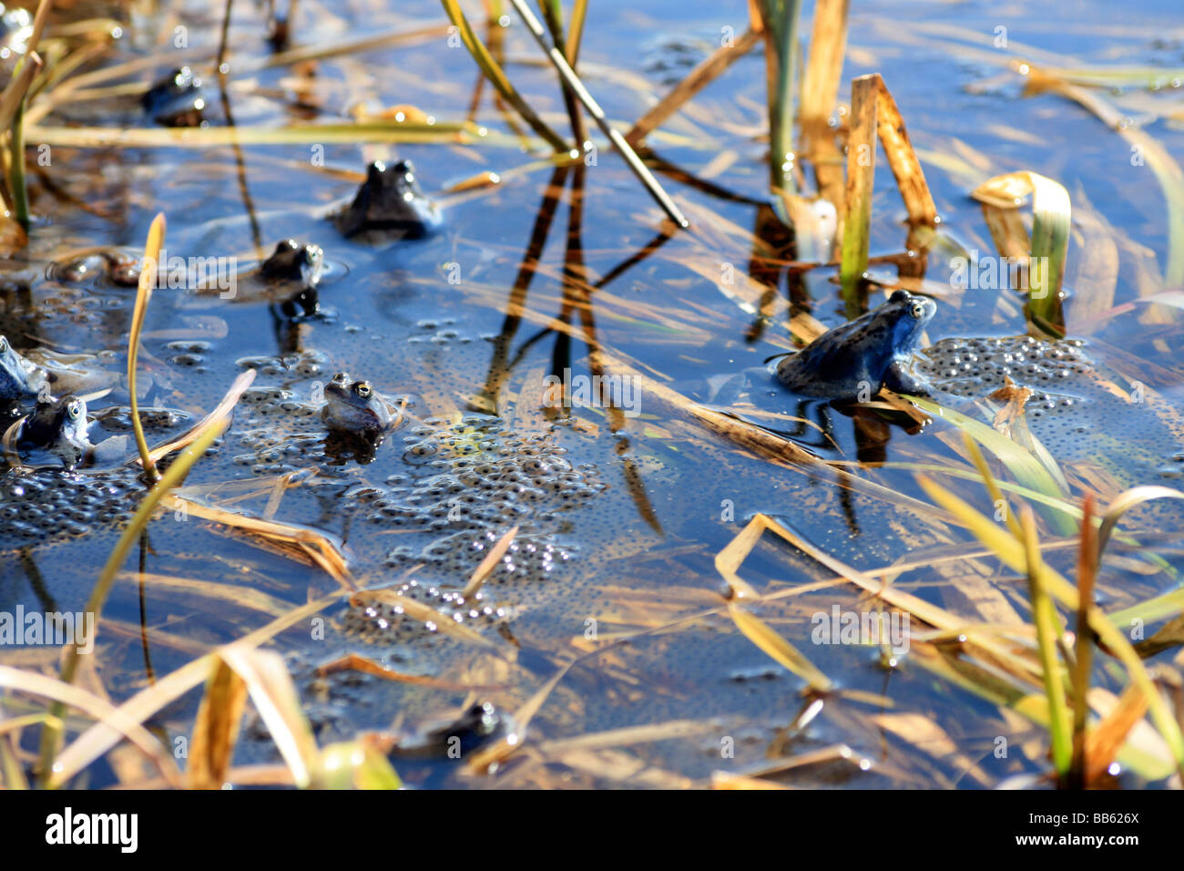 Frogs and frogspawn in shallow water Stock Photo - Alamy