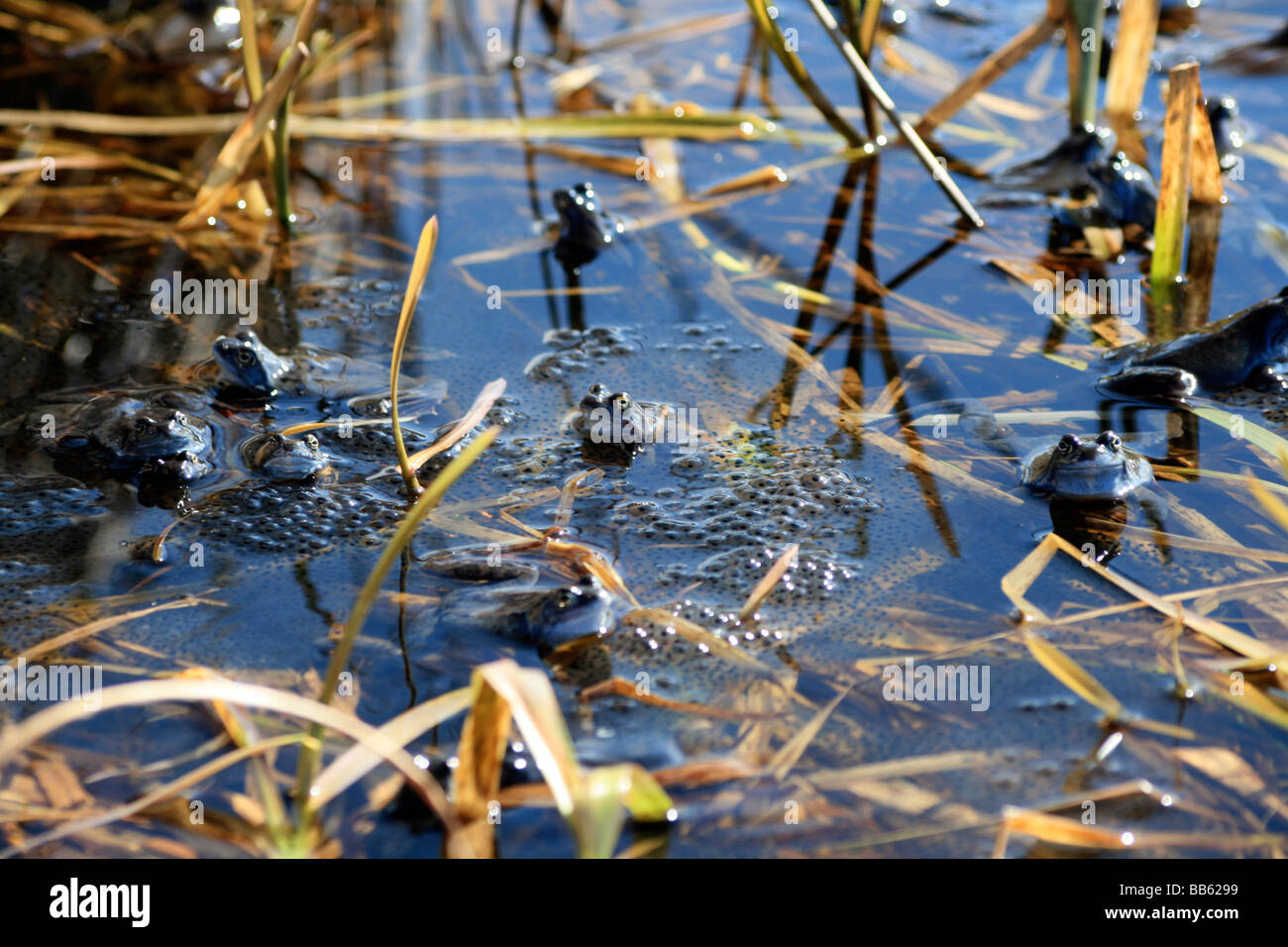 Frogs and frogspawn in the shallow water Stock Photo - Alamy