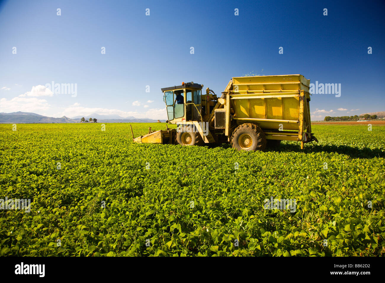 Sow Bean High Resolution Stock Photography and Images - Alamy